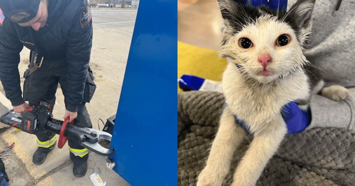 Stuck Kitten Saved in a Dramatic Rescue Mission That Required Power ...