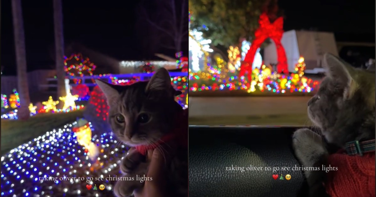 Cat Reacts To Seeing Christmas Lights in Viral Video