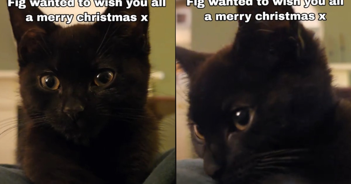 Kitten Experiences First Christmas In Wholesome Video