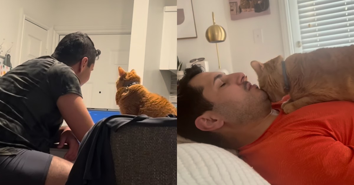 Here's How a Cat Warmed Up 'Slowly' to Owner's Boyfriend in ...