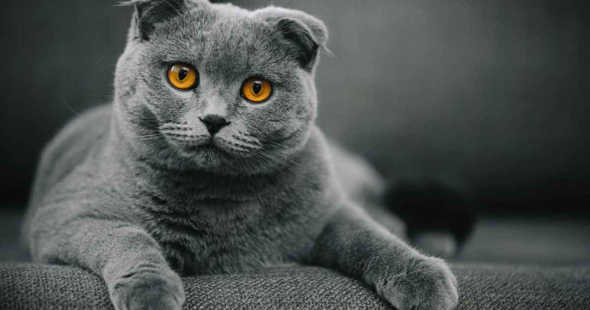 Scottish Fold Cat Breed Information & Characteristics