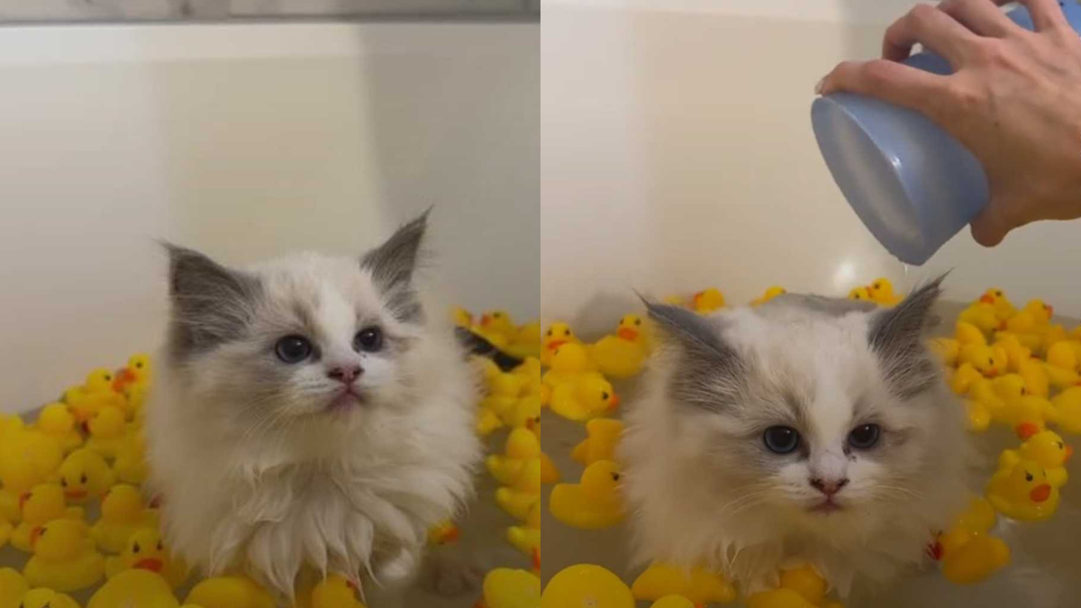 Cat Appears Unusually Calm During Bath Time in Viral Video - CatTime