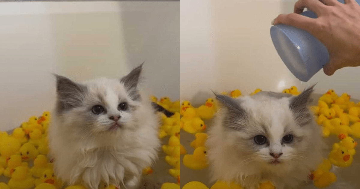 Cat Appears Unusually Calm During Bath Time in Viral Video - CatTime