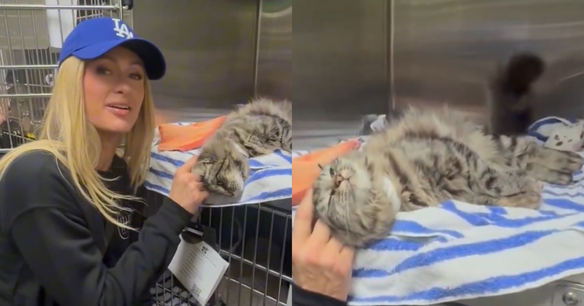 Paris Hilton Shares Heartbreaking Update on a Lost Cat During LA Fire