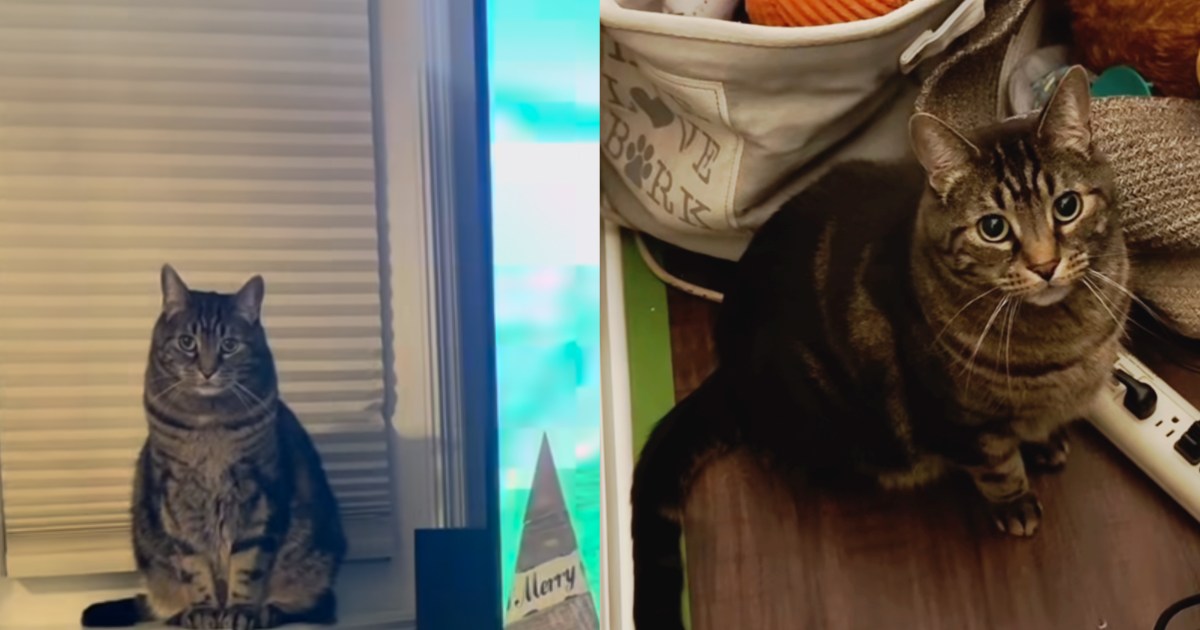 Cat's Reaction To Seeing His Human Play Video Games on TV Is Hilarious