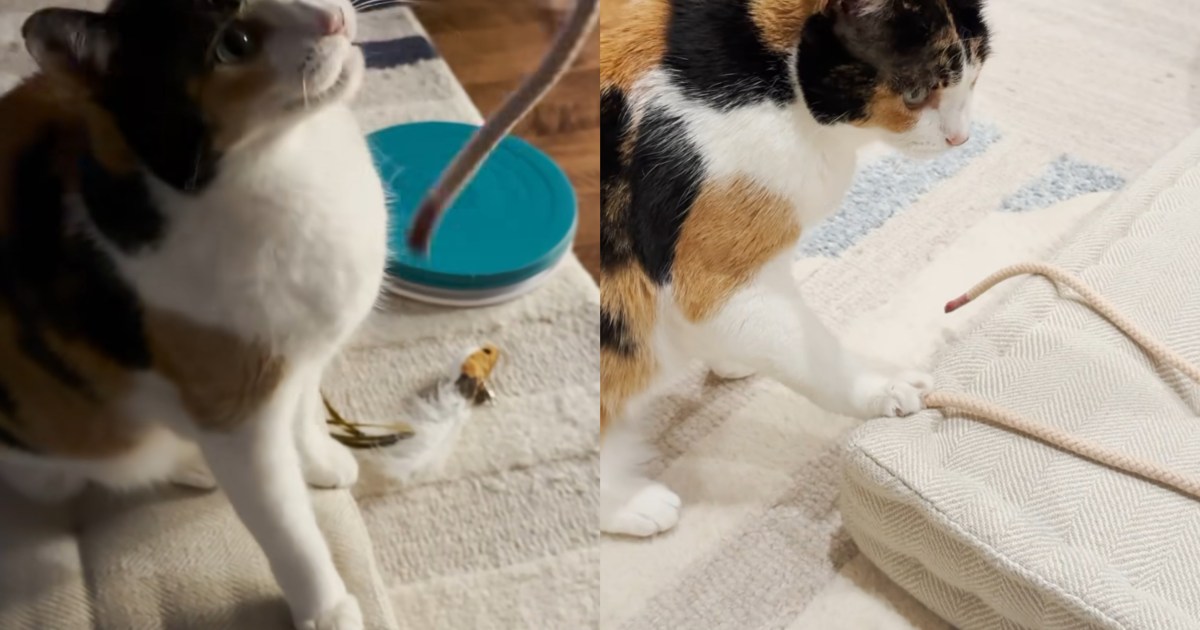 Cat Refuses To Play with Strings Unless Her Human 'Operates' Them in ...