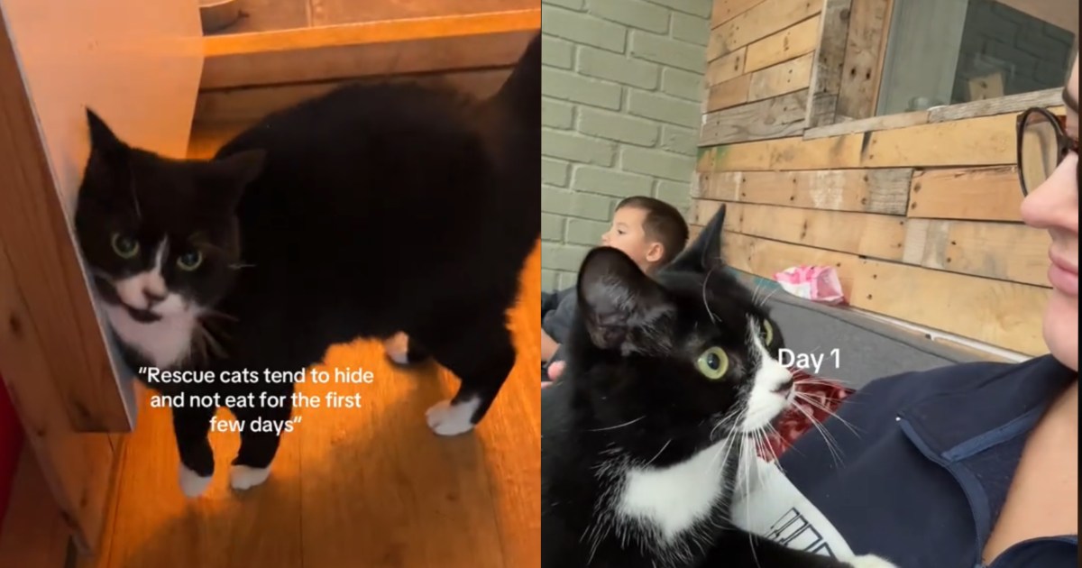 Rescue Cat Surprisingly Warms Up to Owners on Day 1 in Heartwarming Video