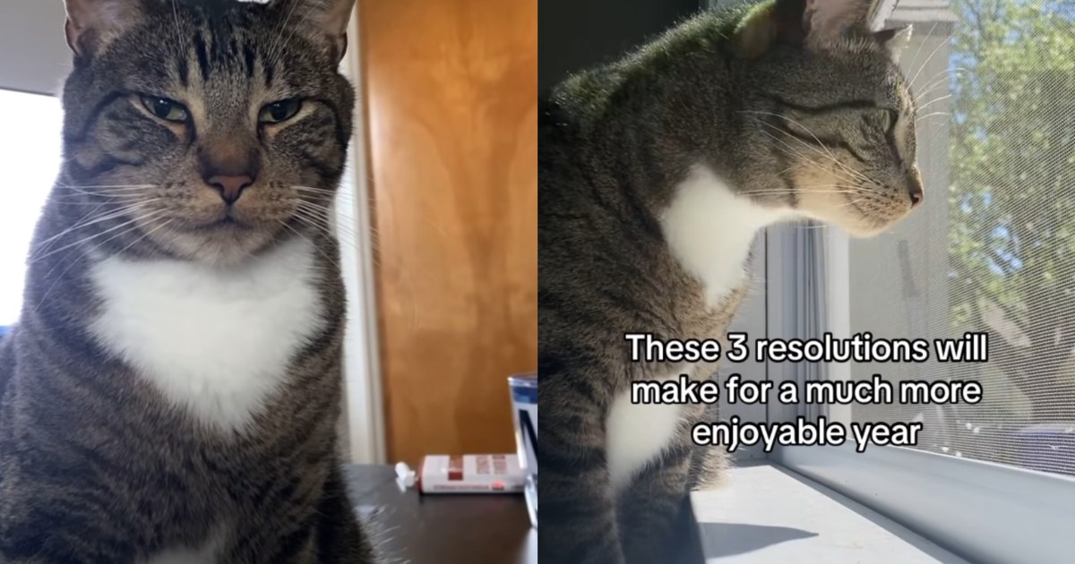 Cat Reveals His Hilarious New Year's Resolutions in TikTok Video