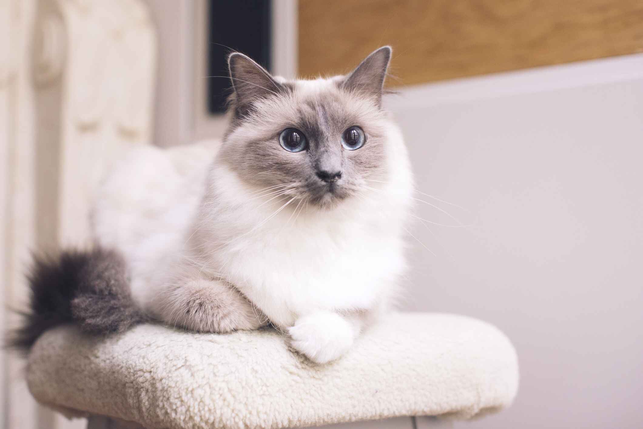 Ragdoll Cat Breed Information & Characteristics