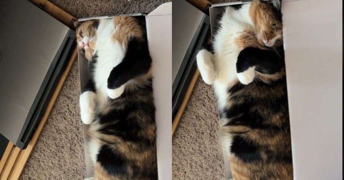 Video of Cat Trying To Fit In a Box That Is Too Small Goes Viral