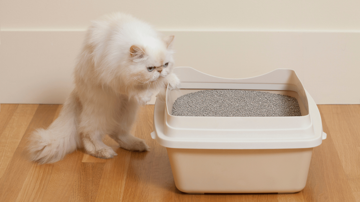 All Types of Cat Litter and How to Choose the Right One