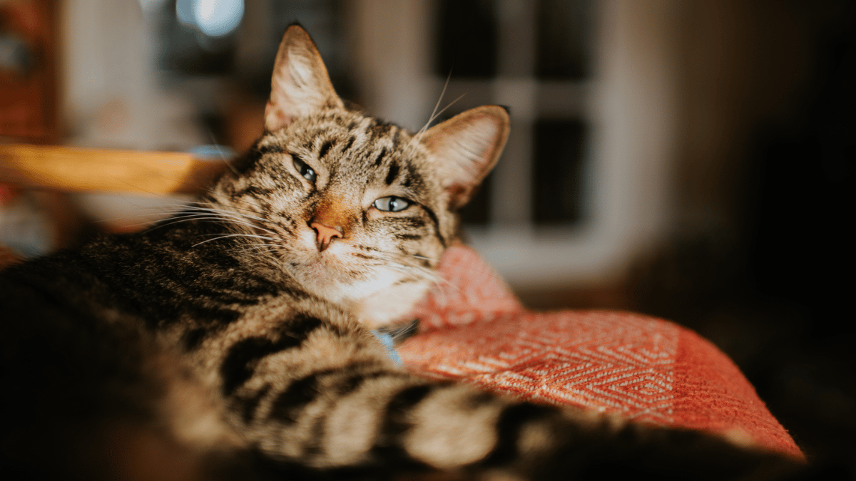 Best Heated Cat House for Outdoor Cats