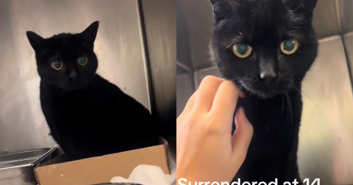 Video of Senior Cat Surrendered at 14 Years Old Breaks Hearts