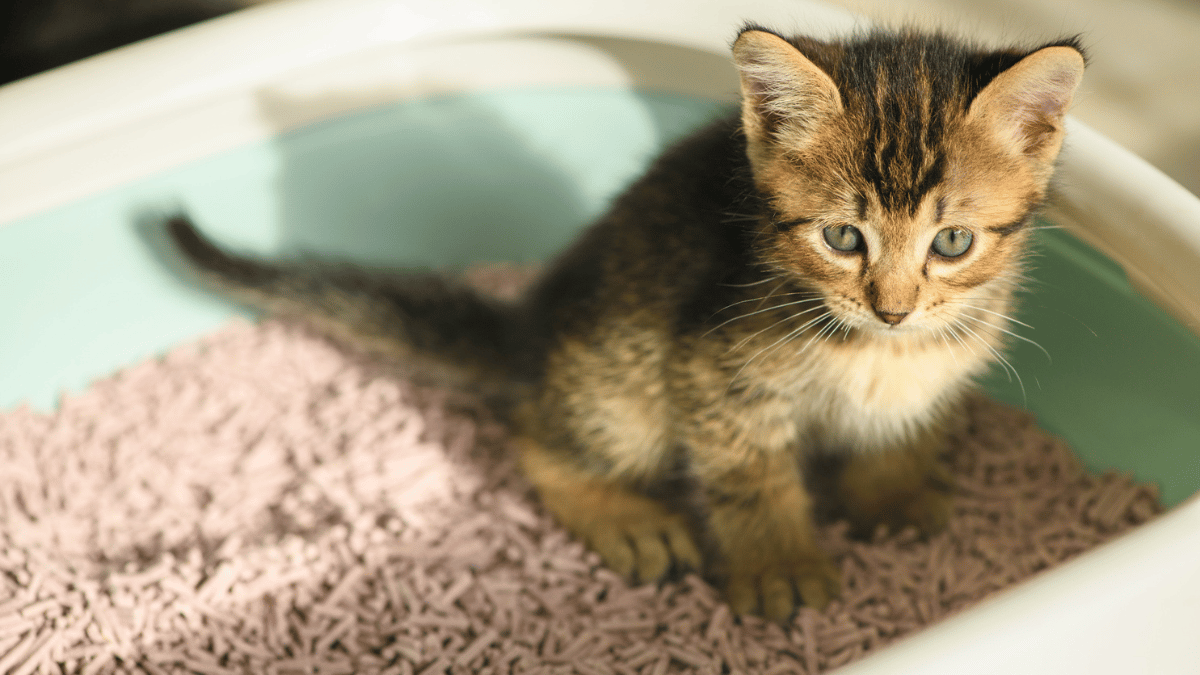 All Types of Cat Litter and How to Choose the Right One