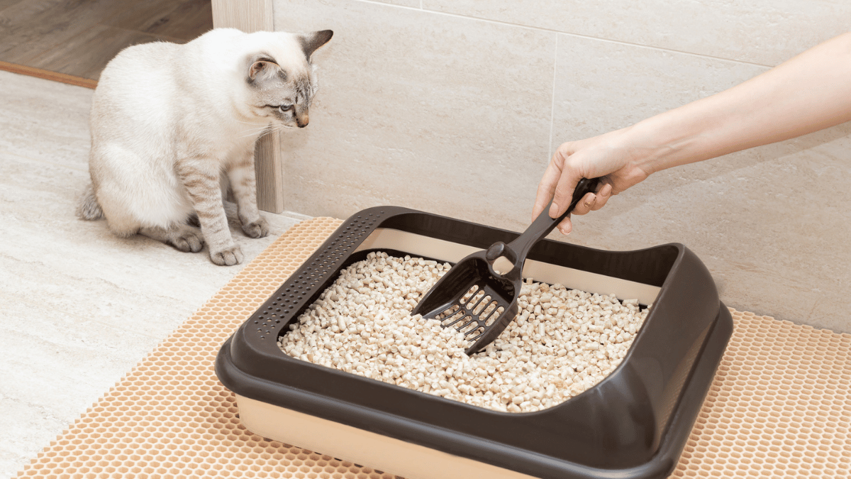 How To Tell If It’s Time To Get A New Litter Box - CatTime