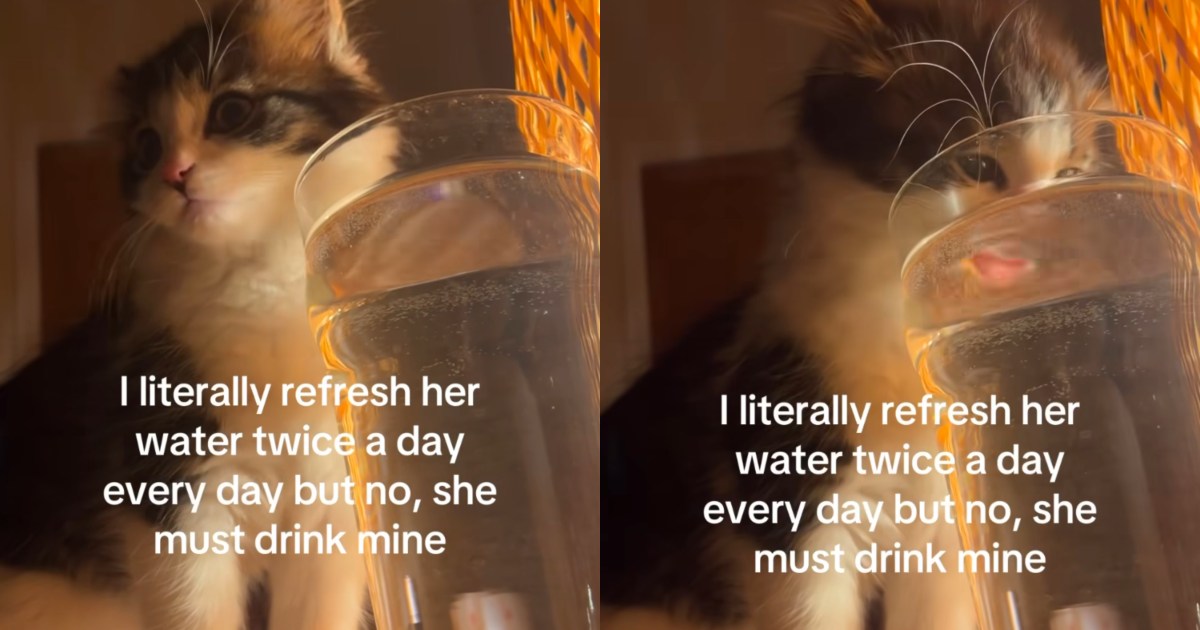 Video: Cat Won't Drink From Anywhere Except Owner's Glass
