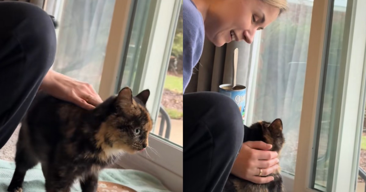Video of Rescue Cat's First Moments of Love Towards Owner Wins Internet