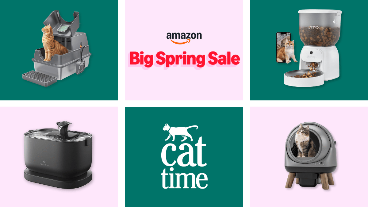 CatTime - The place for all things feline