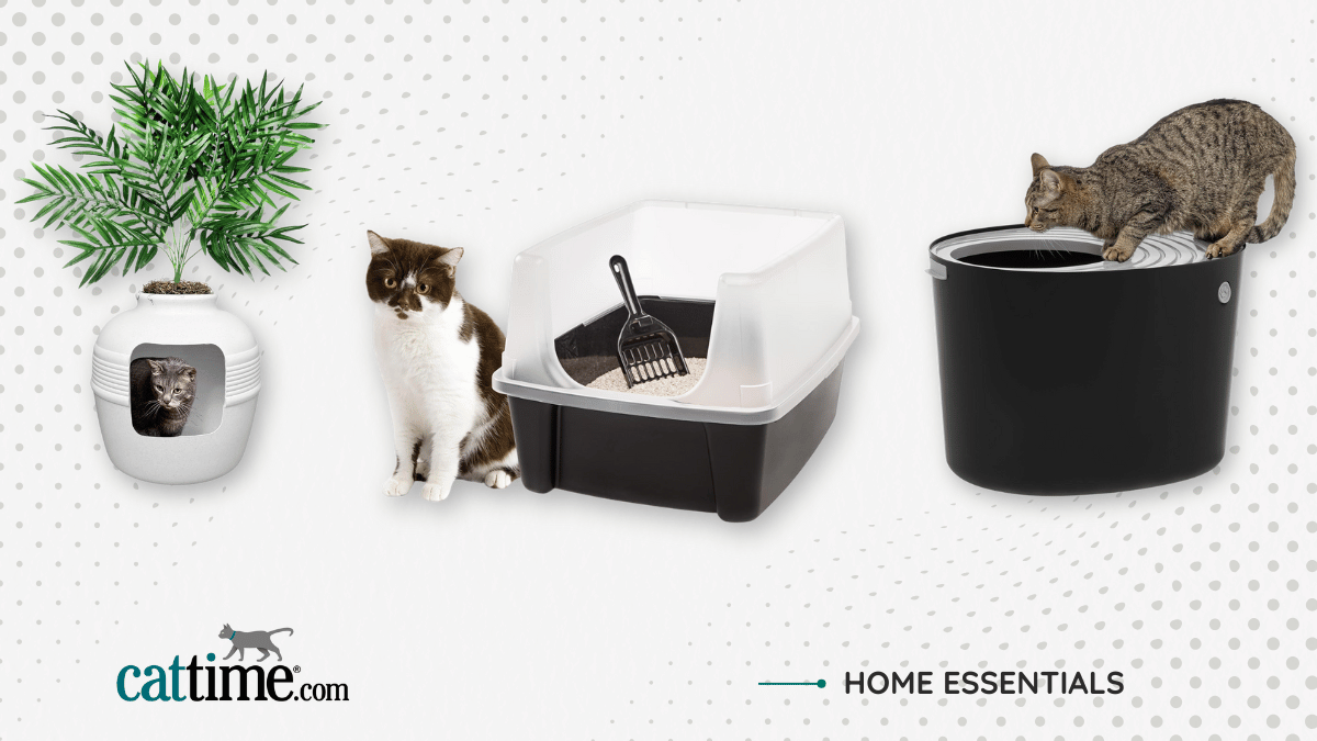 Best Cat Litter Options in 2025