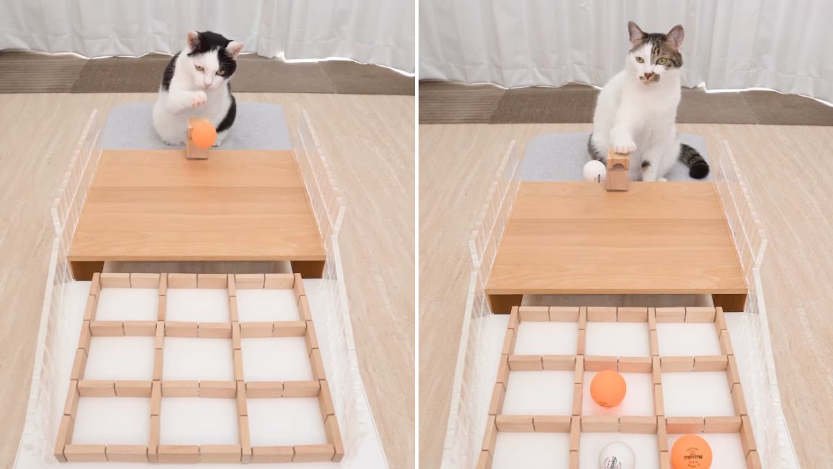 Video: Cats Expertly Play Tic-Tac-Toe Against Each Other - CatTime