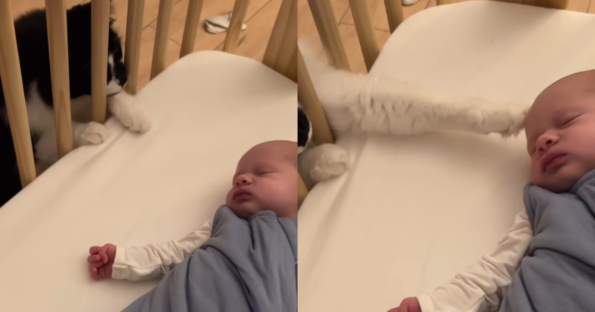 Video: Cat's First Interaction With Newborn Baby Is Truly Heartwarming
