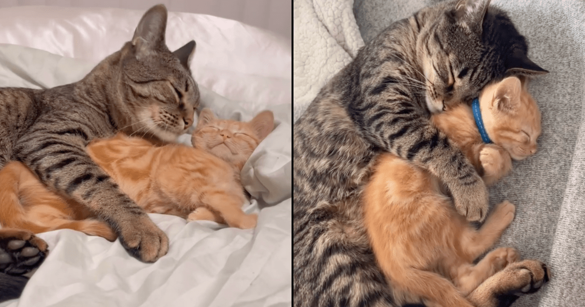 Cat Chooses His 'Forever Friend' 4 Years After Losing Furry Sibling ...