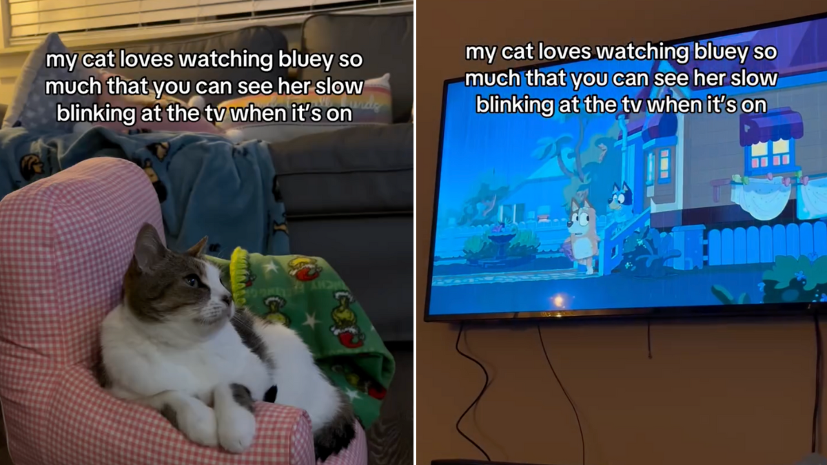 Video Shows Cat’s Love For ‘Bluey’ Series - CatTime