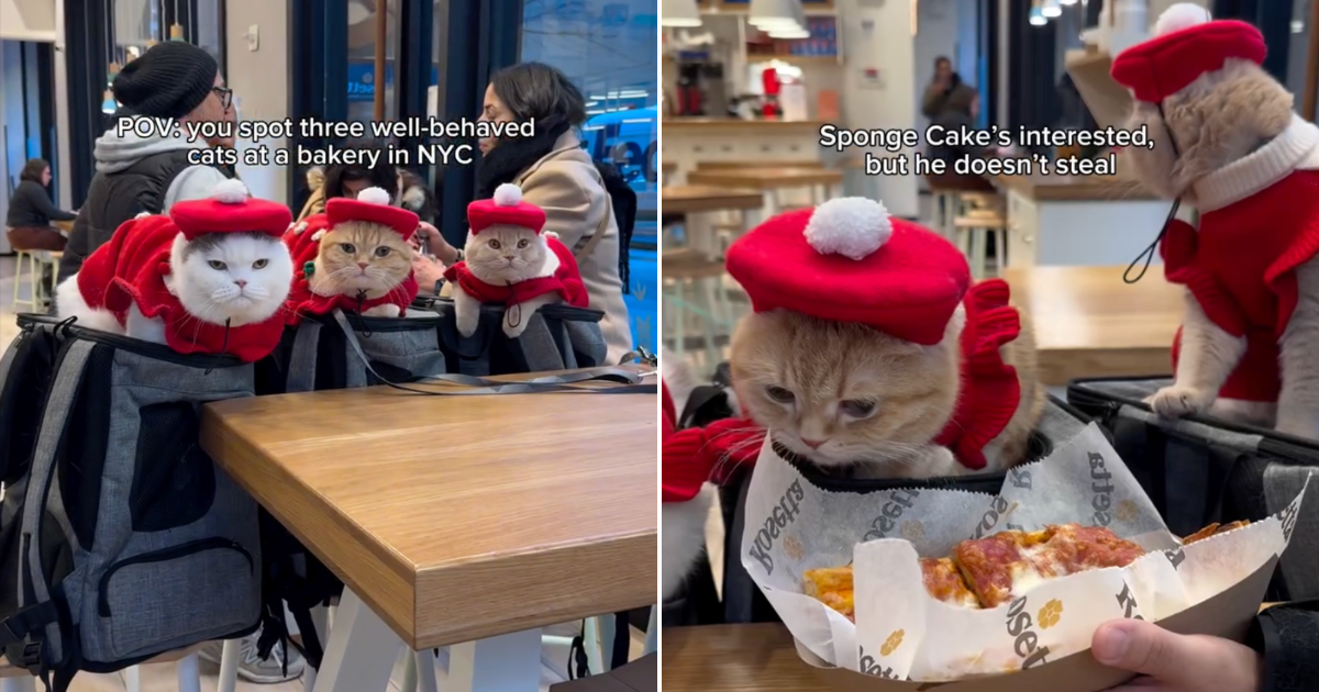 Video: Cats Are the 'Most Well-Behaved' Customers at a Bakery - CatTime