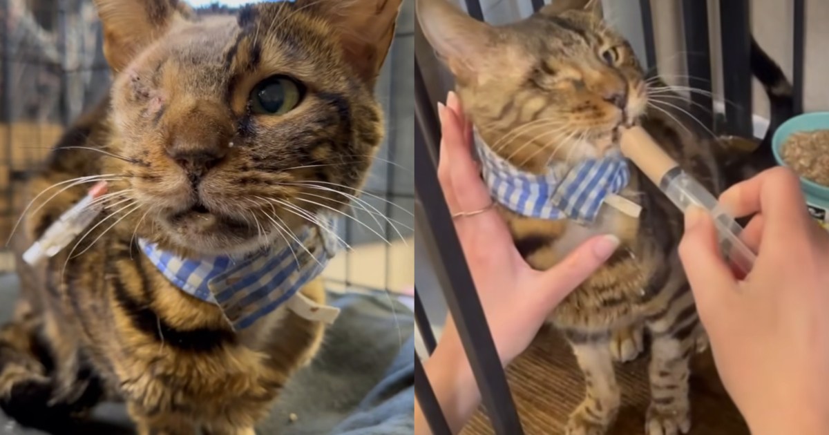 Video of Rescue Cat's Transformation Post Accident Is Tear-Jerking