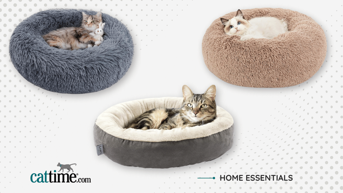 Best Cat Beds That Are Absolute Purr-fection in 2025