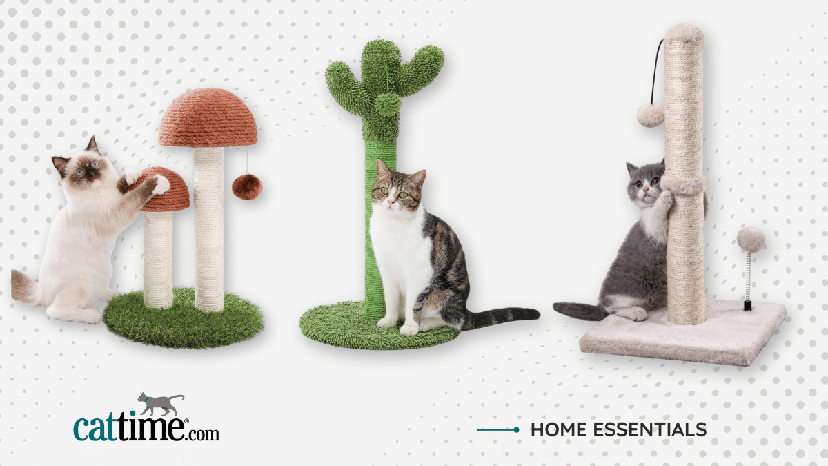 7 Best Cat Scratching Posts