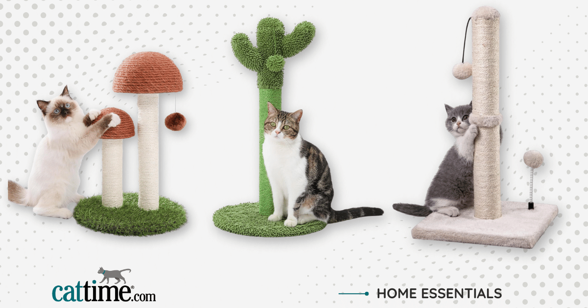 7 Best Cat Scratching Posts