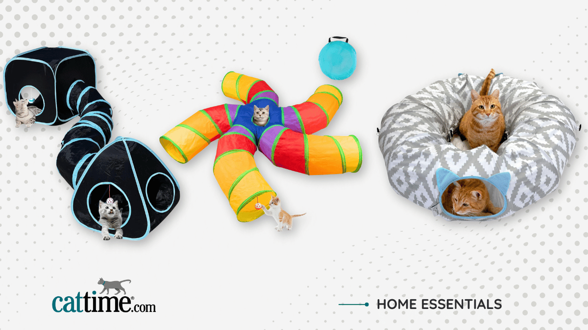 CatTime - The place for all things feline