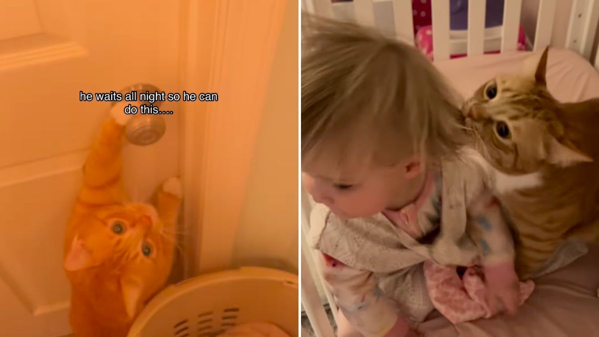 45 Funny & Relatable Cat Memes To Make Your Day Better - CatTime