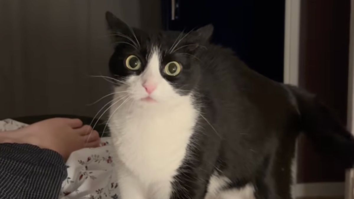 Video of Cat's Quirky Way of Waking up Owner Goes Viral - CatTime