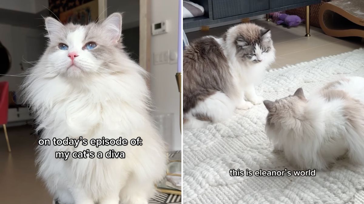 Can Cats Eat Pickles? Are Pickles Safe For Cats? - CatTime