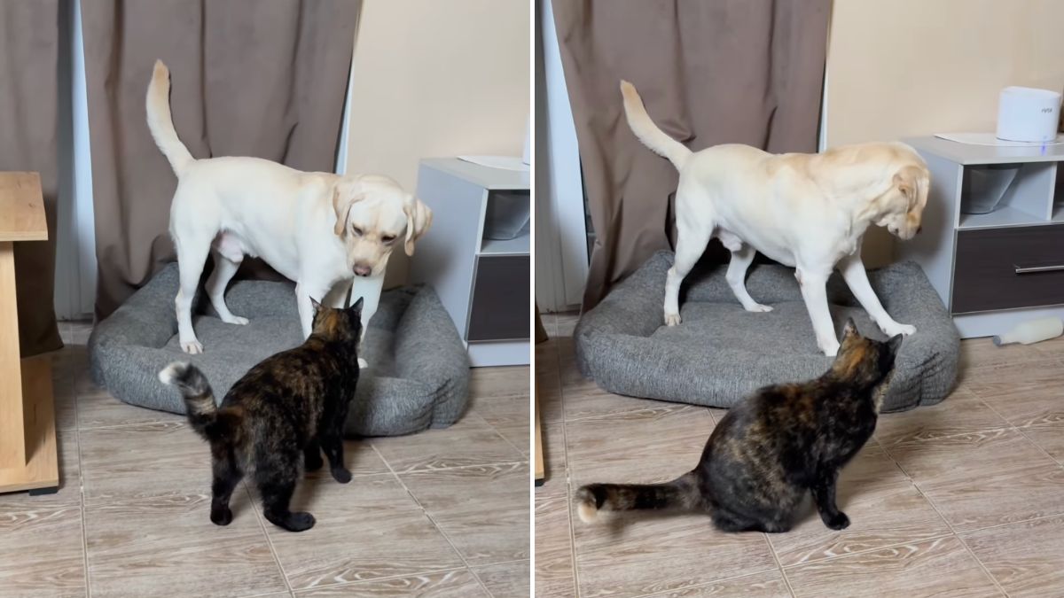 Viral Video Shows Cat Has Had Enough of Dog’s Toy - CatTime