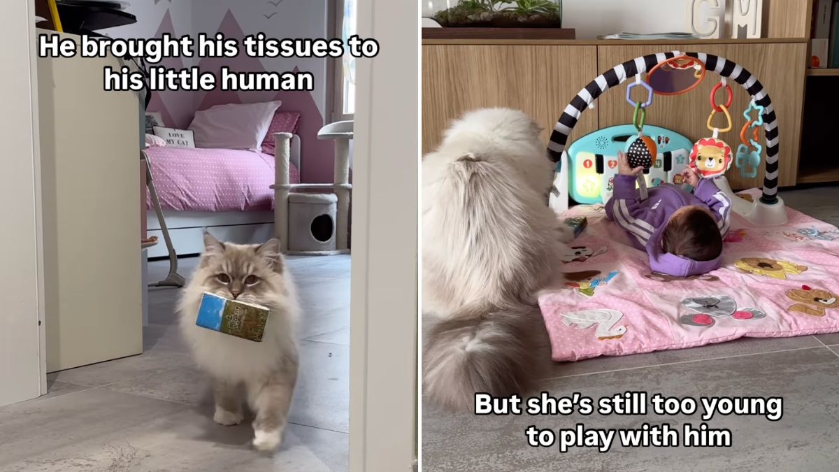 The Tragic Story of Jenny, the Titanic Cat