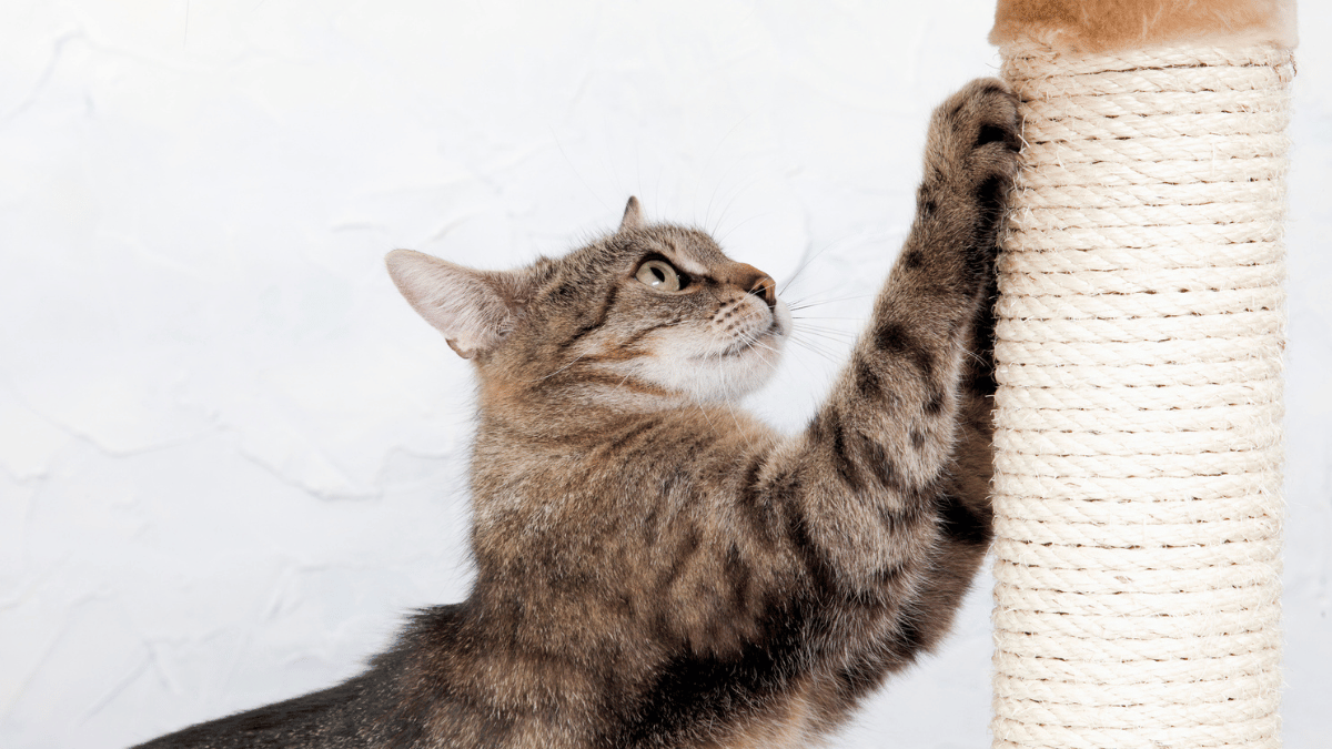 7 Best Cat Scratching Posts