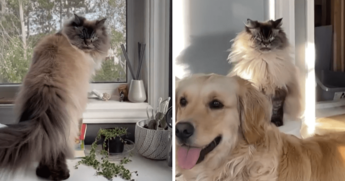 Video: Ragdoll Cat's Judgy Looks Leave Internet in Splits - CatTime