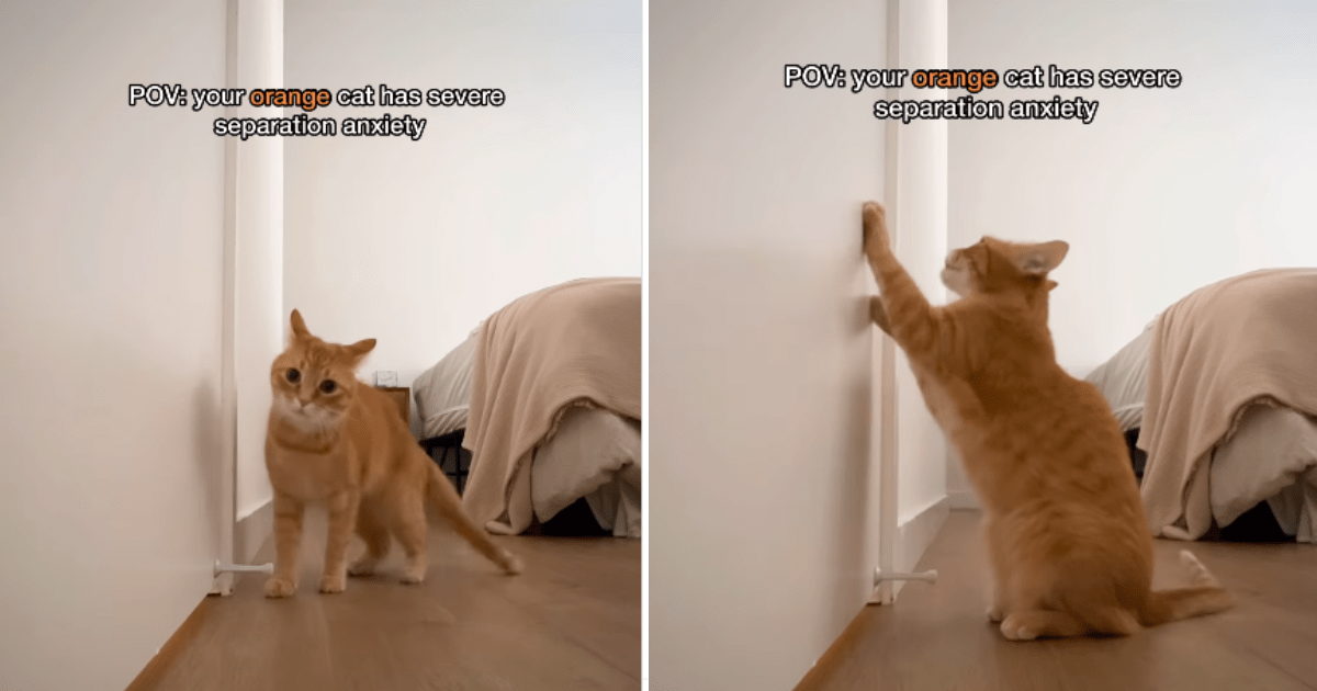 Video of Cat's Dramatic Reaction to Door Being Closed Has Internet in ...
