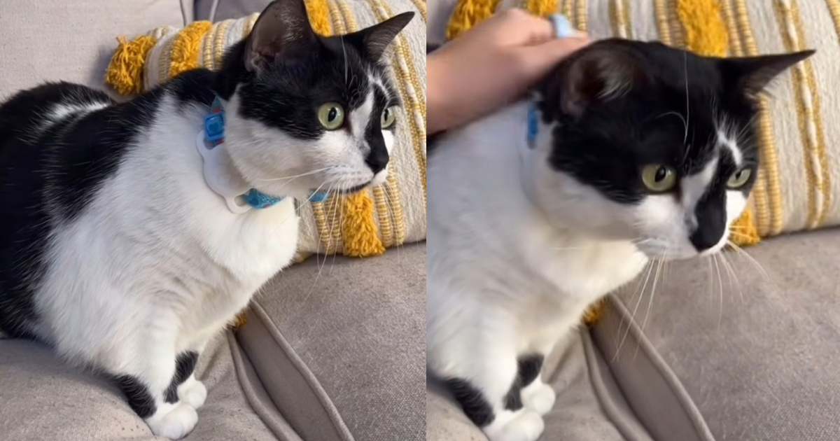 Cat Has 'War Flashbacks' While Spacing Out in Hilarious Video - CatTime