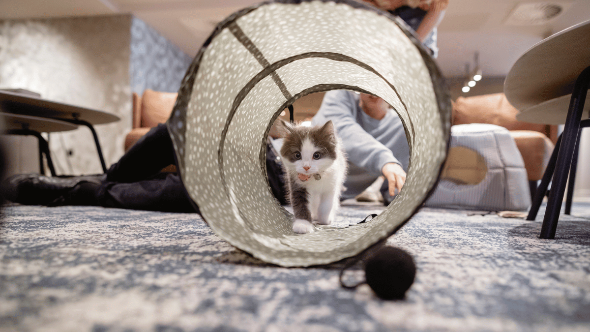 Best Cat Tunnels That Are Approved By Our Kitties