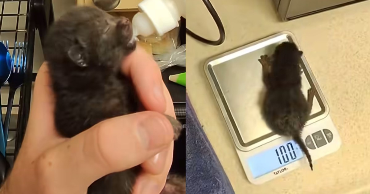Video: Cat Owner's Life as Newborn Kitten's Father Is Truly Heartwarming