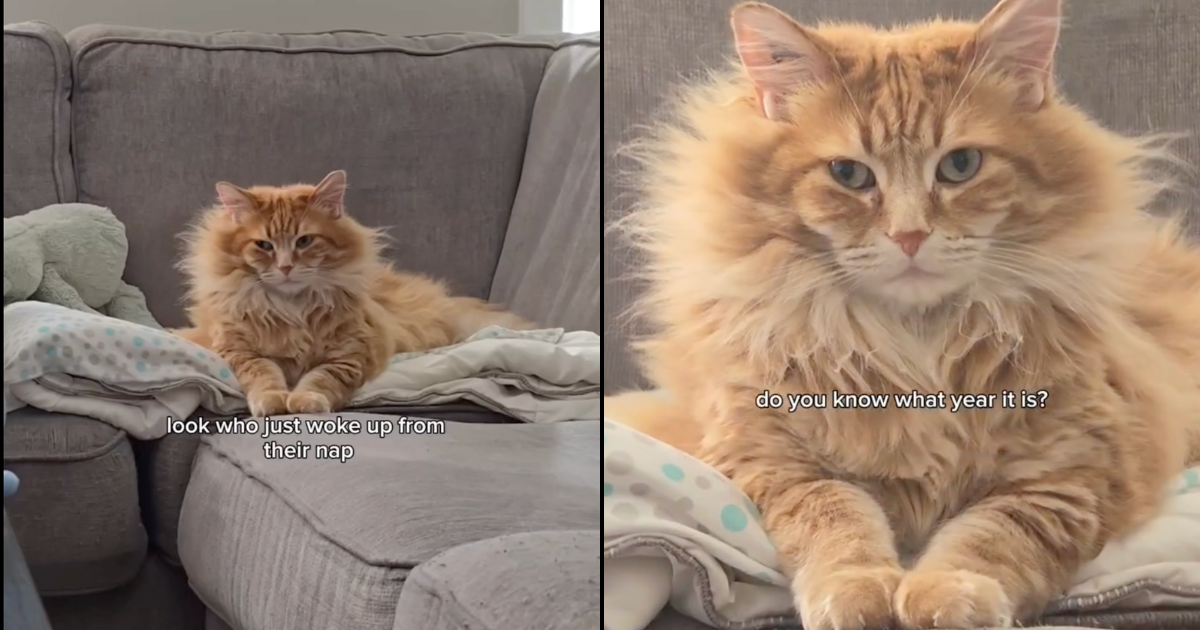 Cat Has a Major Case of Bed Head After Nap in Hilarious Video - CatTime