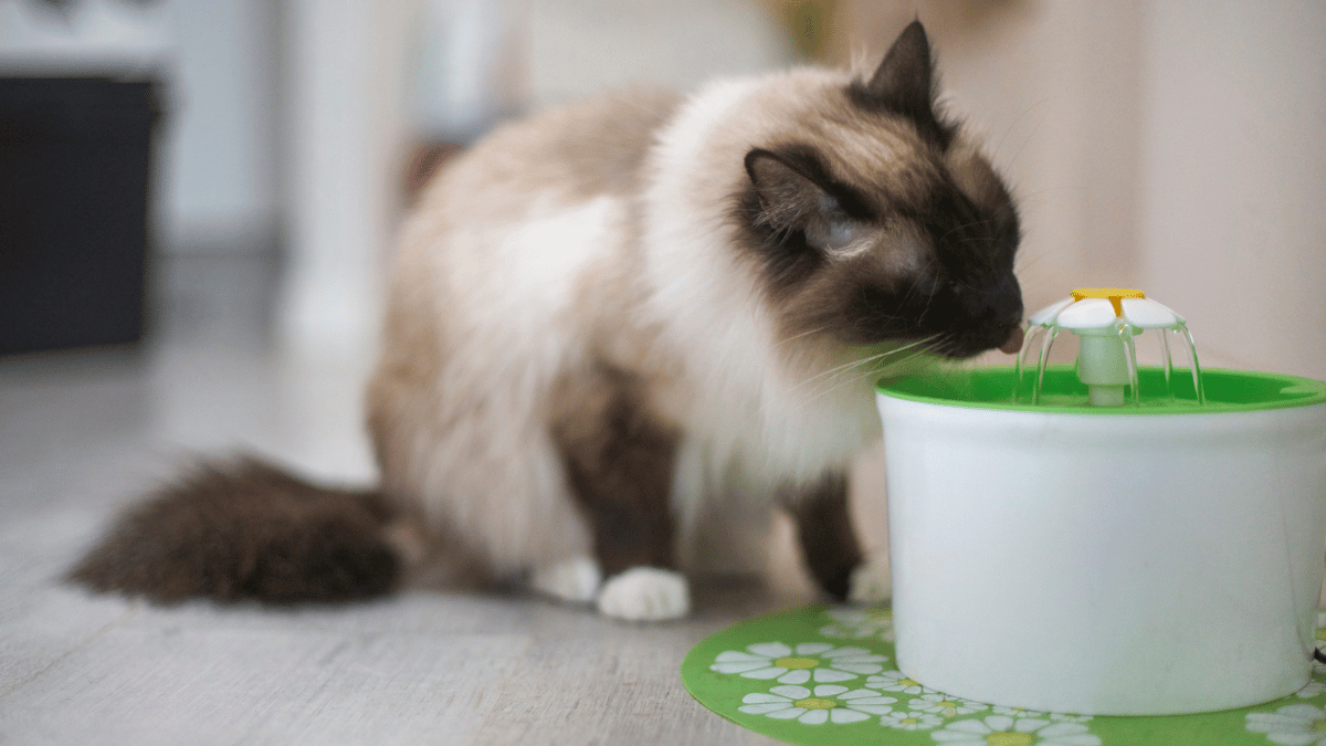 Best Cat Water Fountains to Keep Your Kitty Hydrated