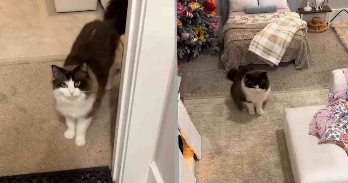 Video: Cat Gives Owner 'Passive Aggressive Tour' of Her Room