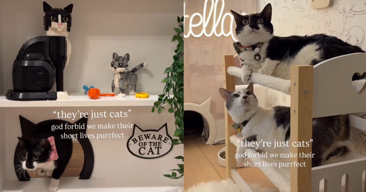 Video: Owners Build Cats Their Own 'Hidden Bedroom' & It's Truly Luxurious