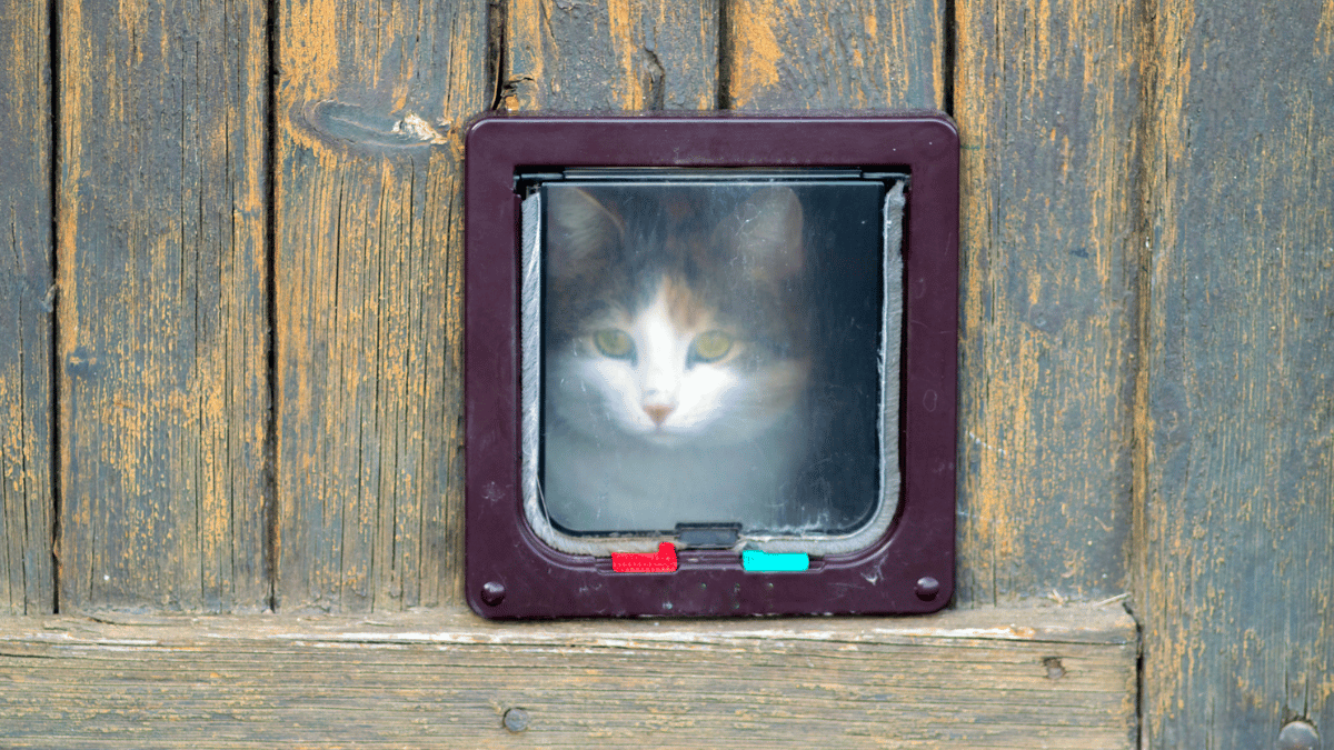 Best Cat Doors — Our Top Picks