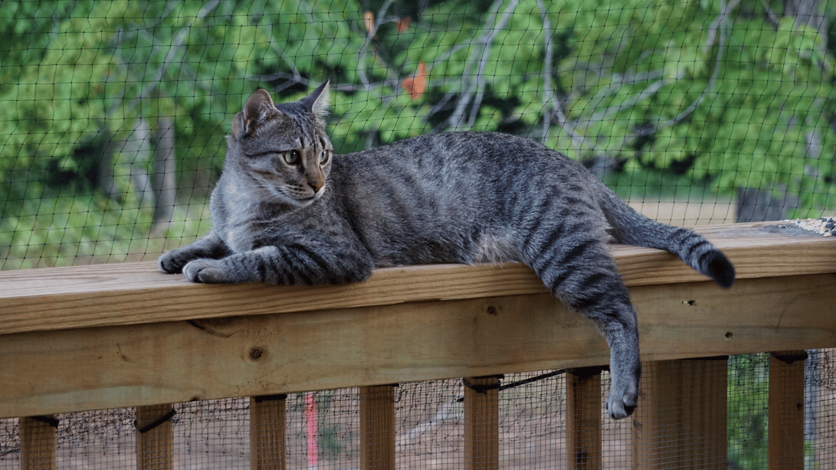 Best Catios to Provide Your Kitty With a Safe Outdoor Space